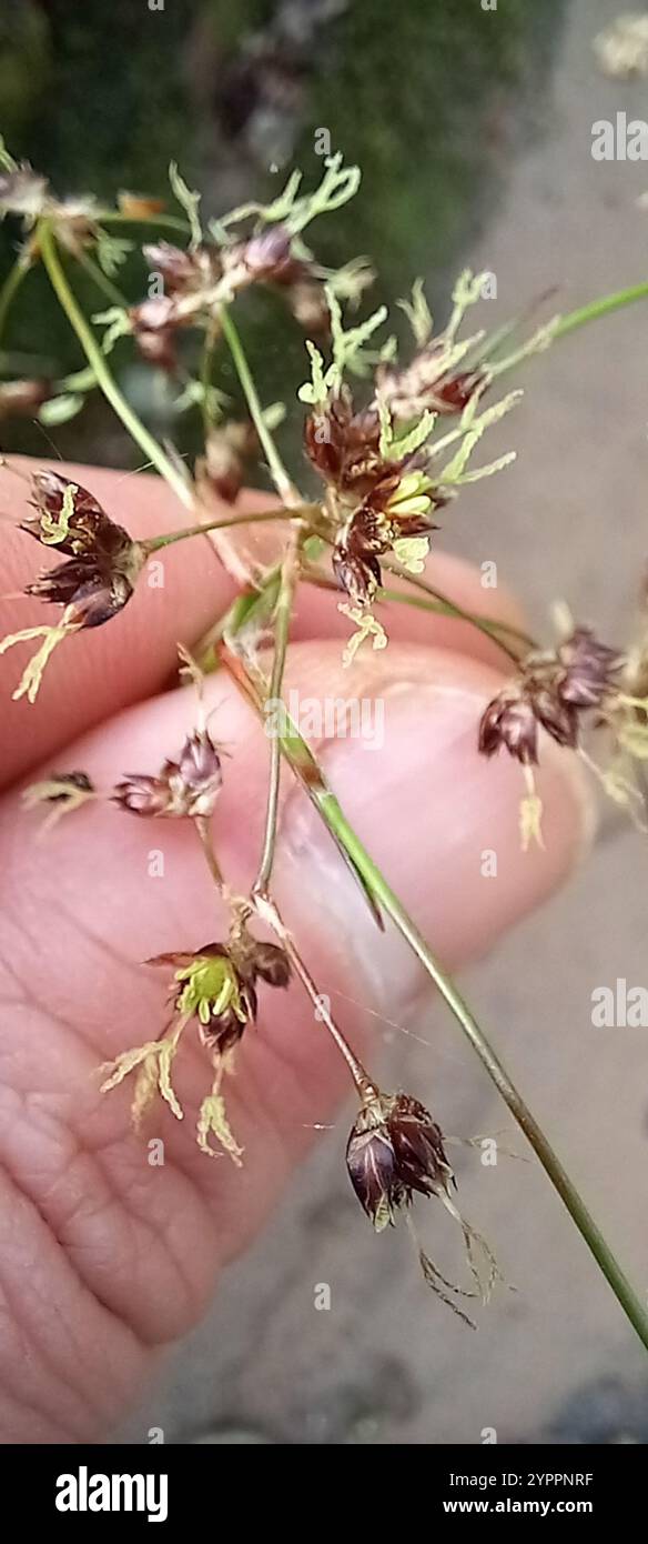 Great Woodrush (Luzula sylvatica Stock Photo - Alamy