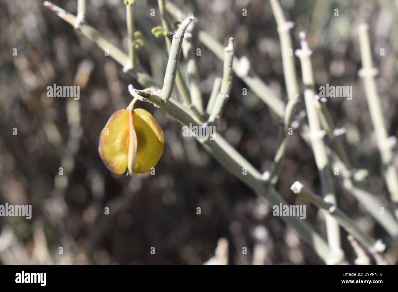 Bulnesia hi-res stock photography and images - Alamy