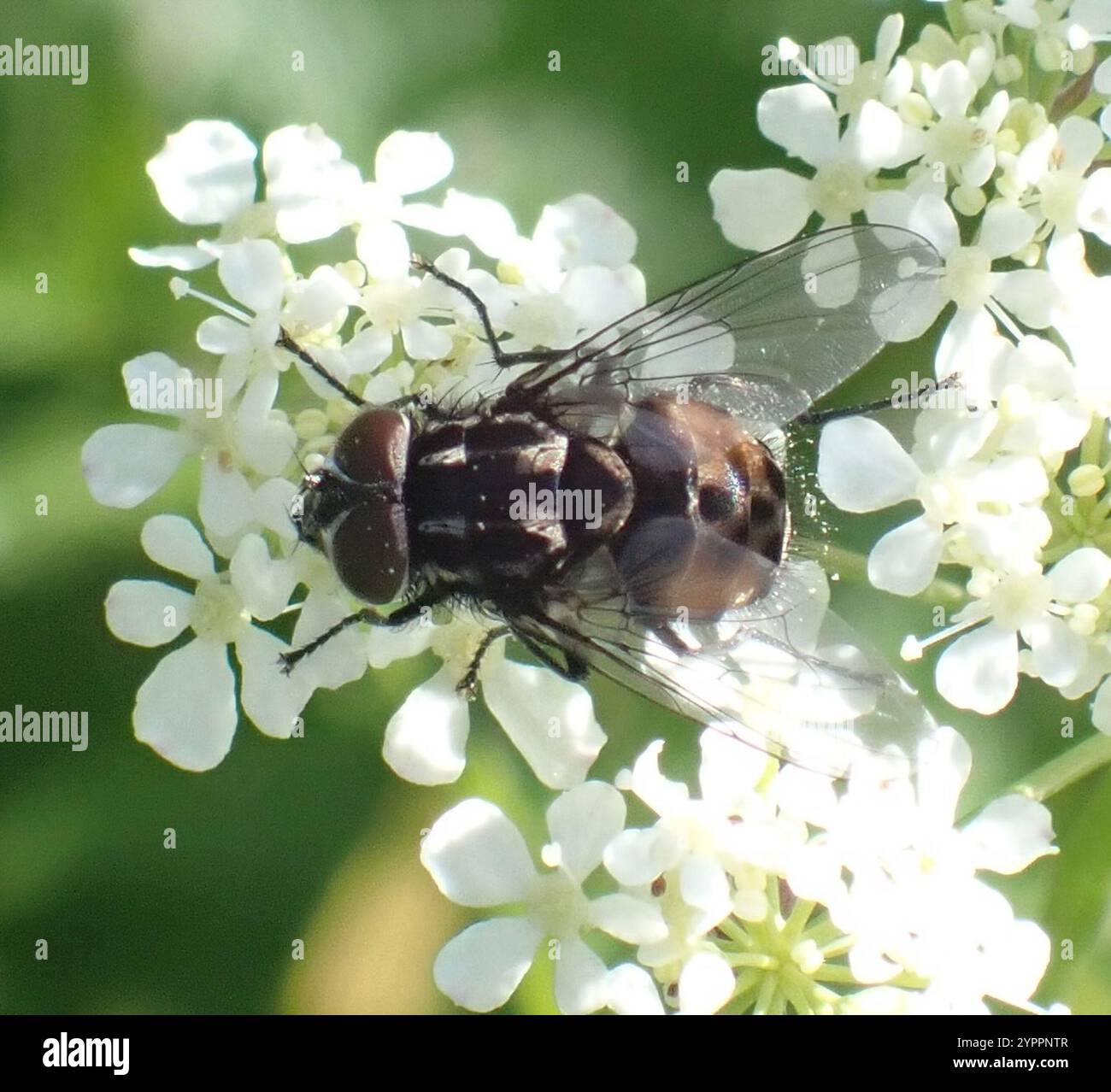 Graphomya maculata hi-res stock photography and images - Alamy