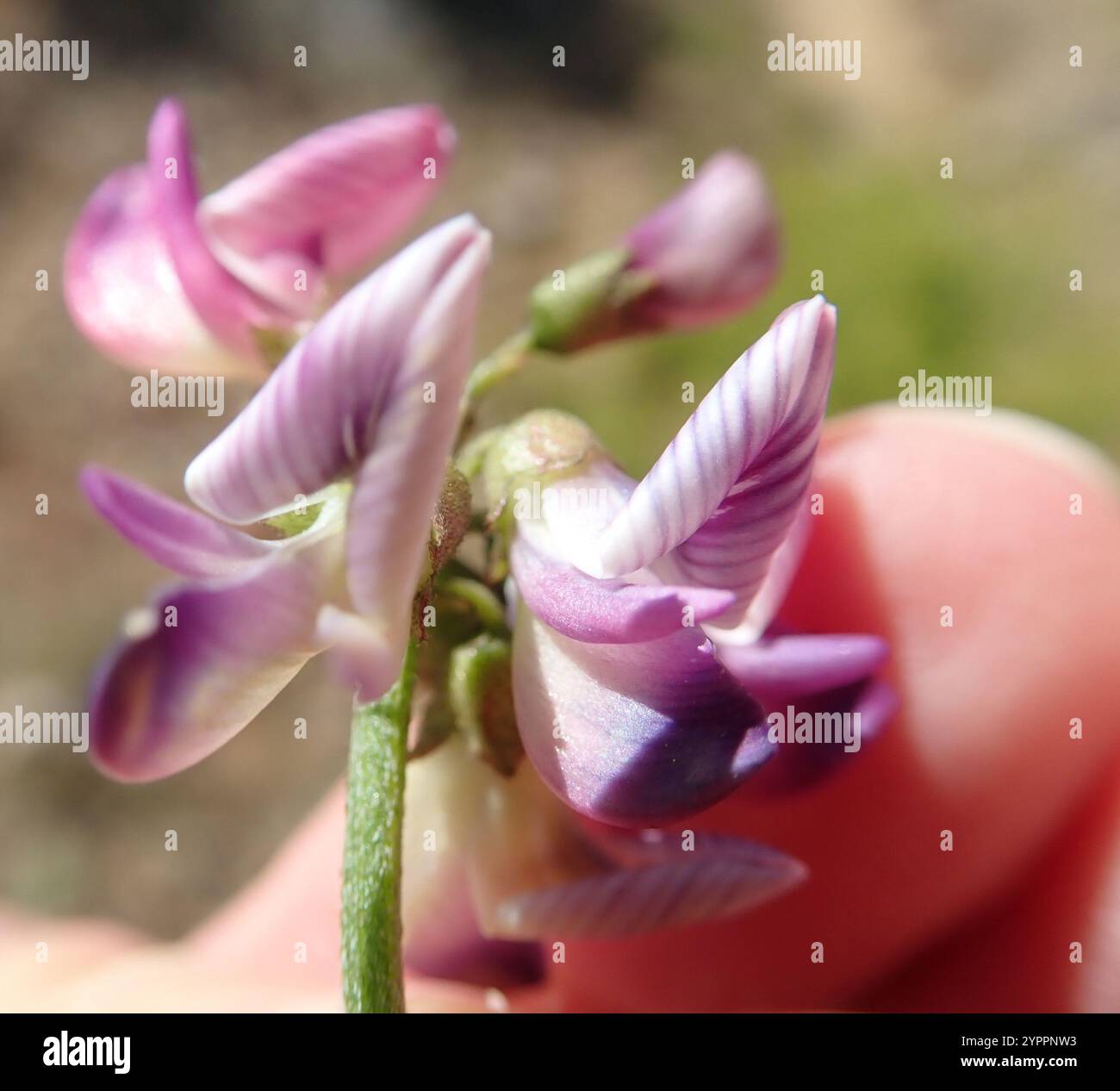 Spiny Bubblepod (Lessertia spinescens Stock Photo - Alamy