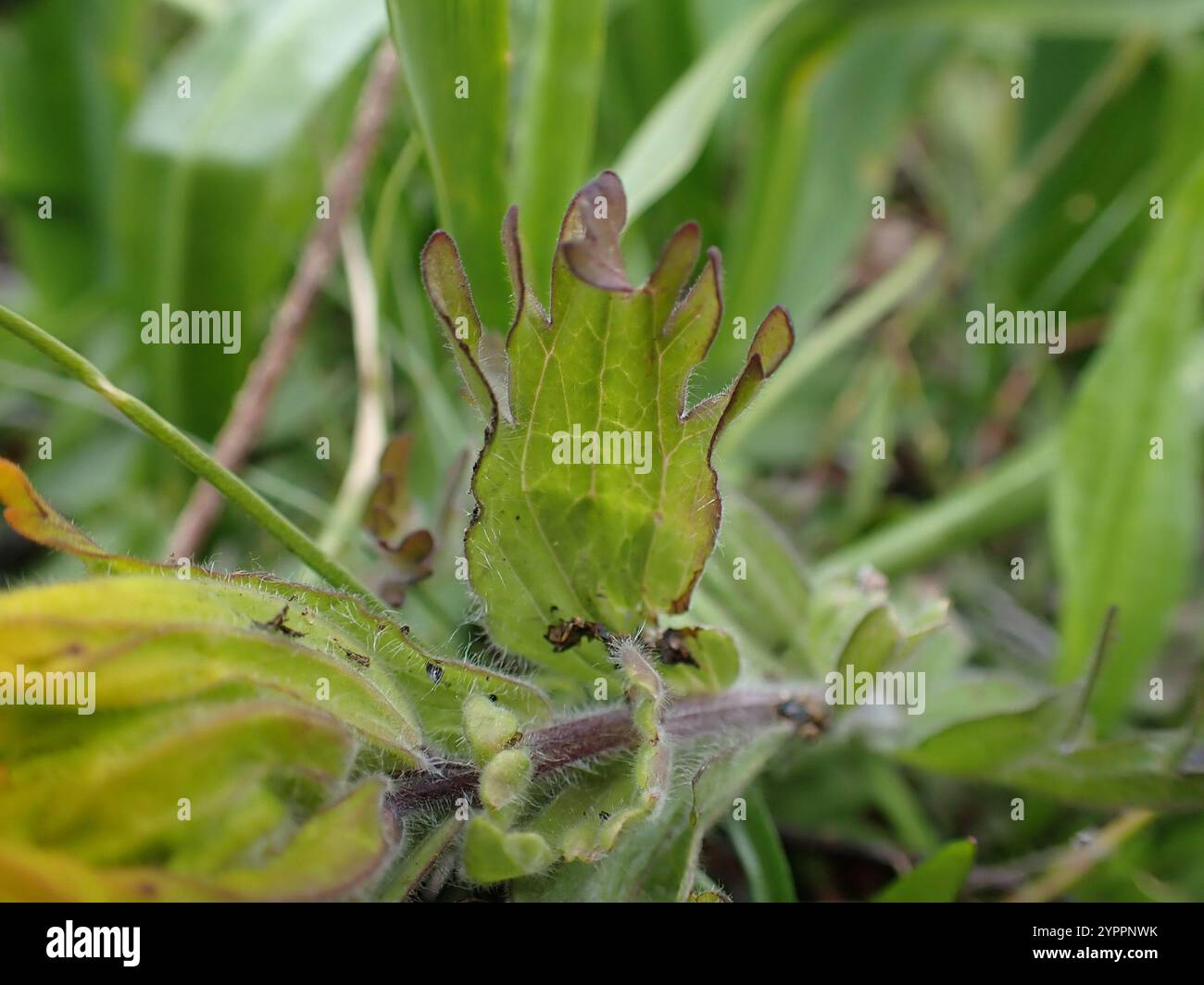 golden Indian paintbrush (Castilleja levisecta Stock Photo - Alamy