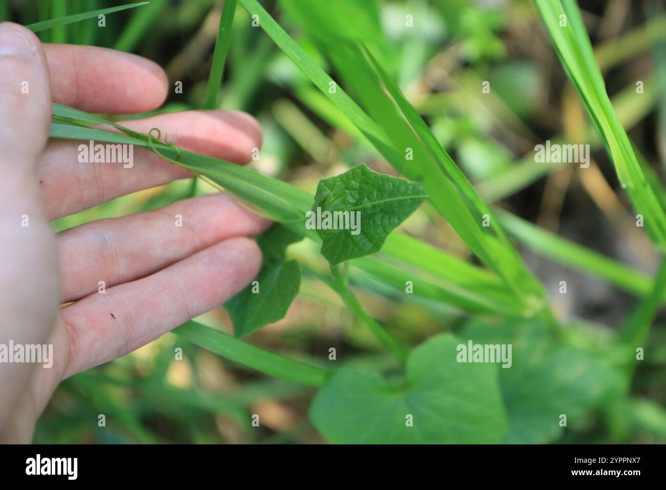 coastal manroot (Marah oregana Stock Photo - Alamy