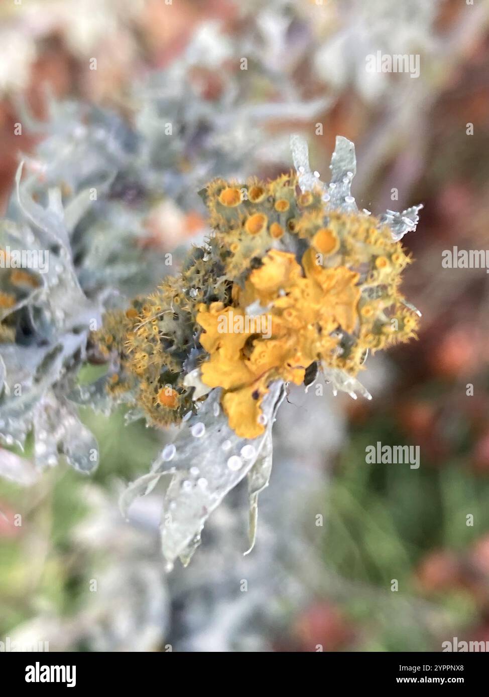 Golden-eye Lichen (Teloschistes chrysophthalmus Stock Photo - Alamy
