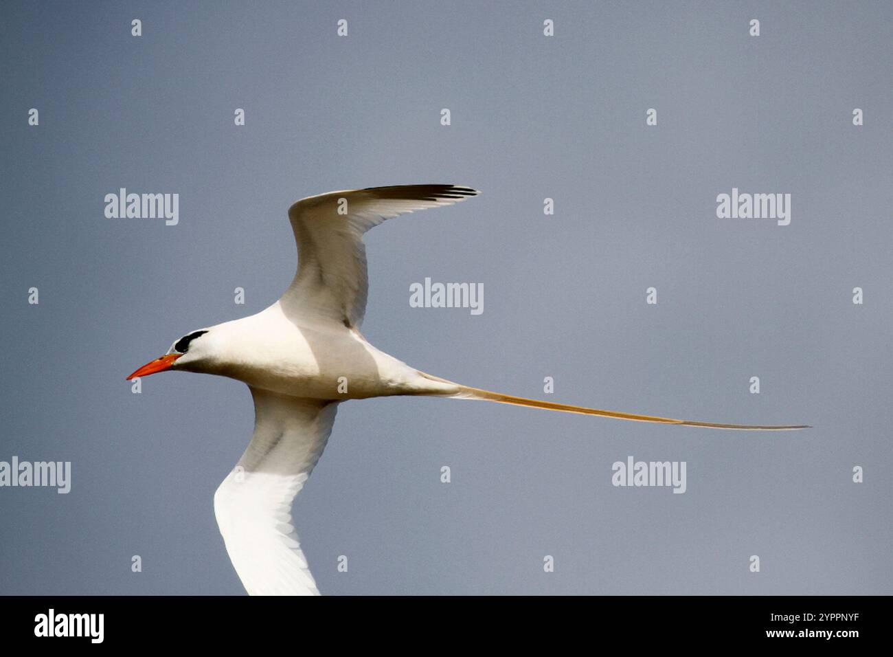 Caribbean White-tailed Tropicbird (Phaethon lepturus catesbyi Stock ...