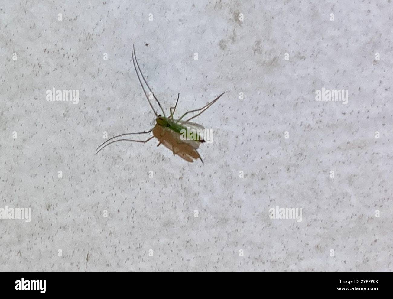 New Zealand Midge (Chironomus zealandicus Stock Photo - Alamy