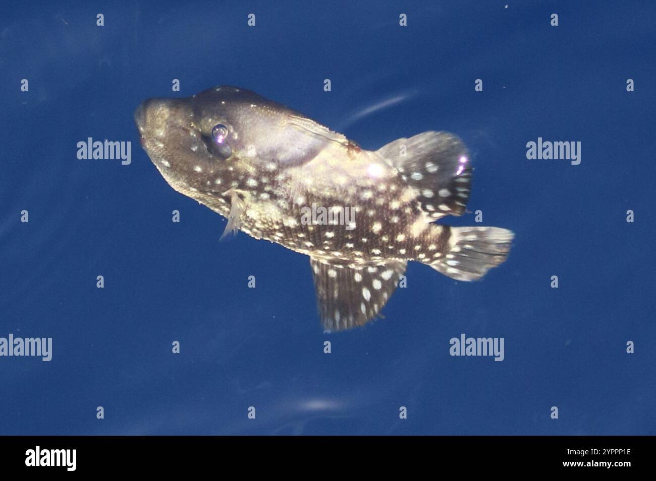 Spotted oceanic triggerfish hi-res stock photography and images - Alamy