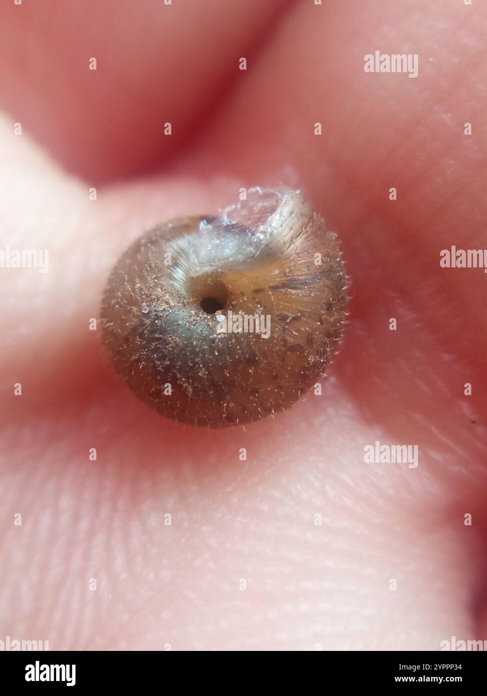 Hairy snail trochulus hispidus hi-res stock photography and images - Alamy