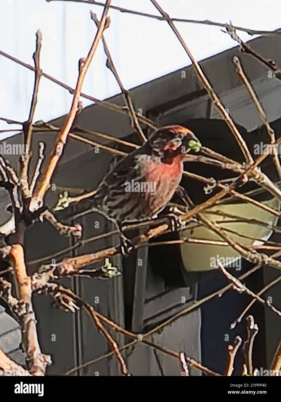 House Finch (Haemorhous mexicanus Stock Photo - Alamy