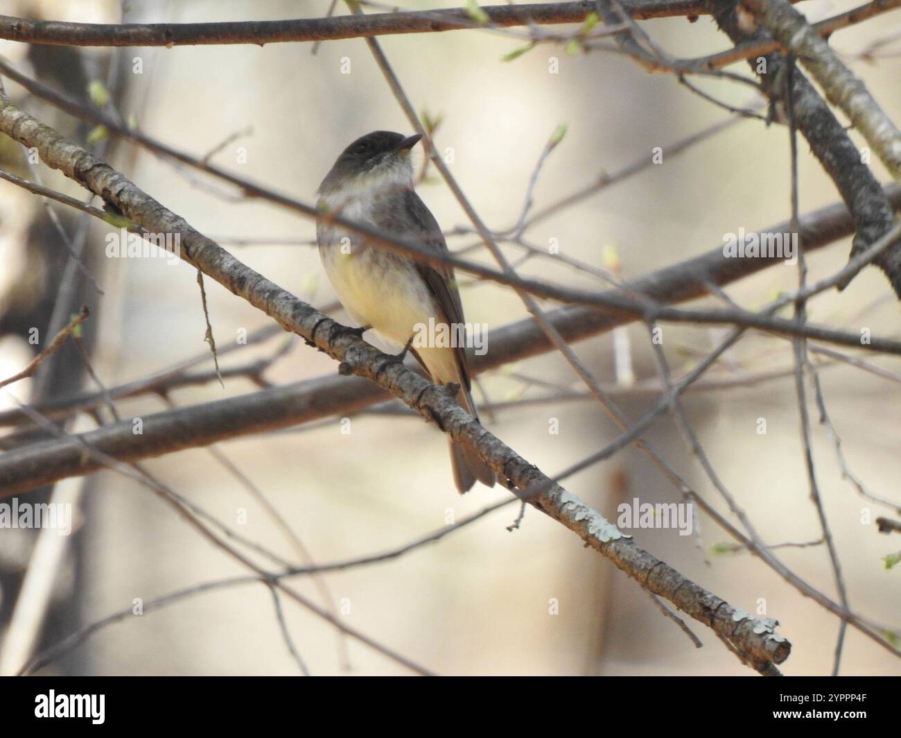Eastern Phoebe (Sayornis phoebe Stock Photo - Alamy