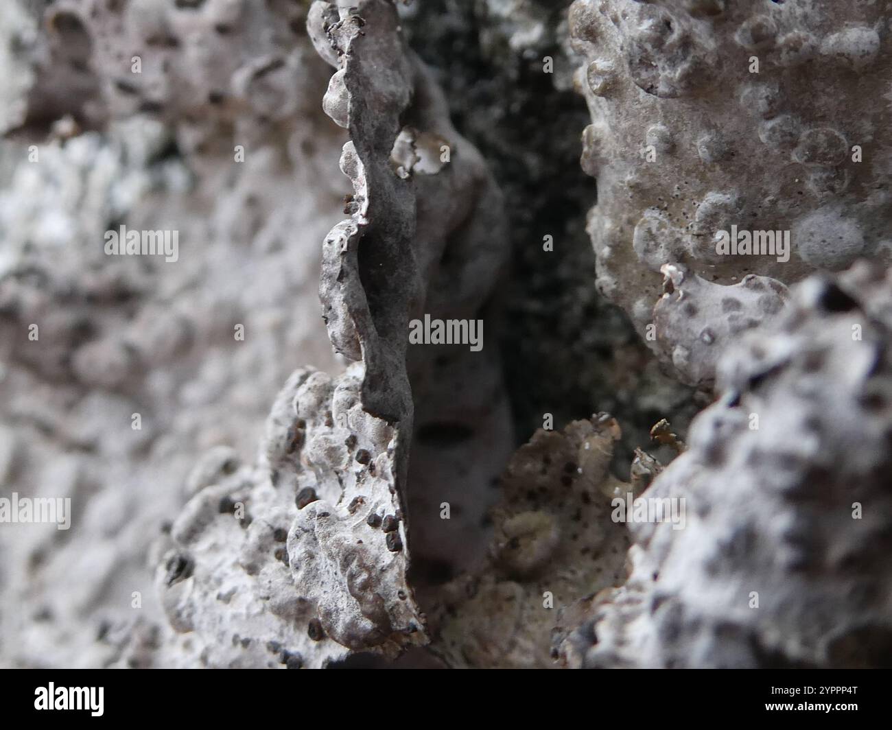 Common Toadskin Lichen (Lasallia papulosa Stock Photo - Alamy