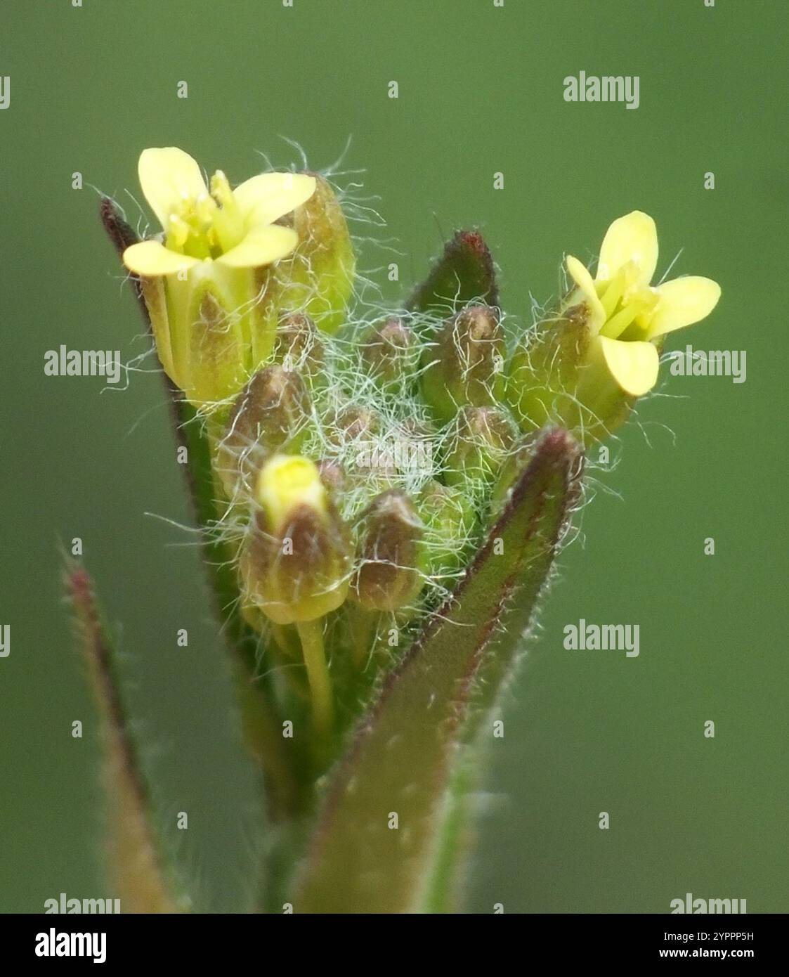 littlepod false flax (Camelina microcarpa Stock Photo - Alamy
