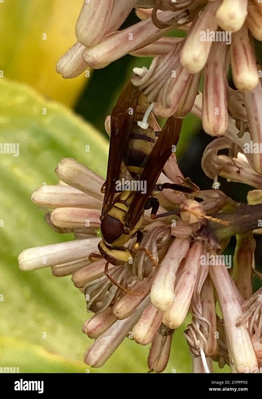 Horse Paper Wasp (Polistes major Stock Photo - Alamy