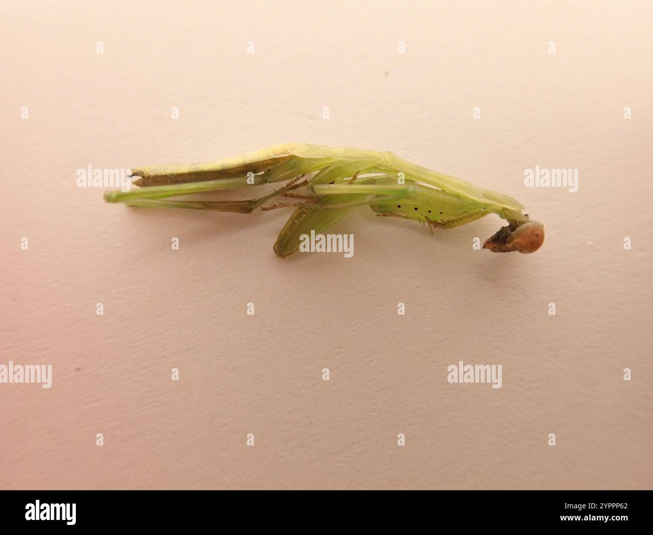 South African Mantis (Miomantis caffra Stock Photo - Alamy