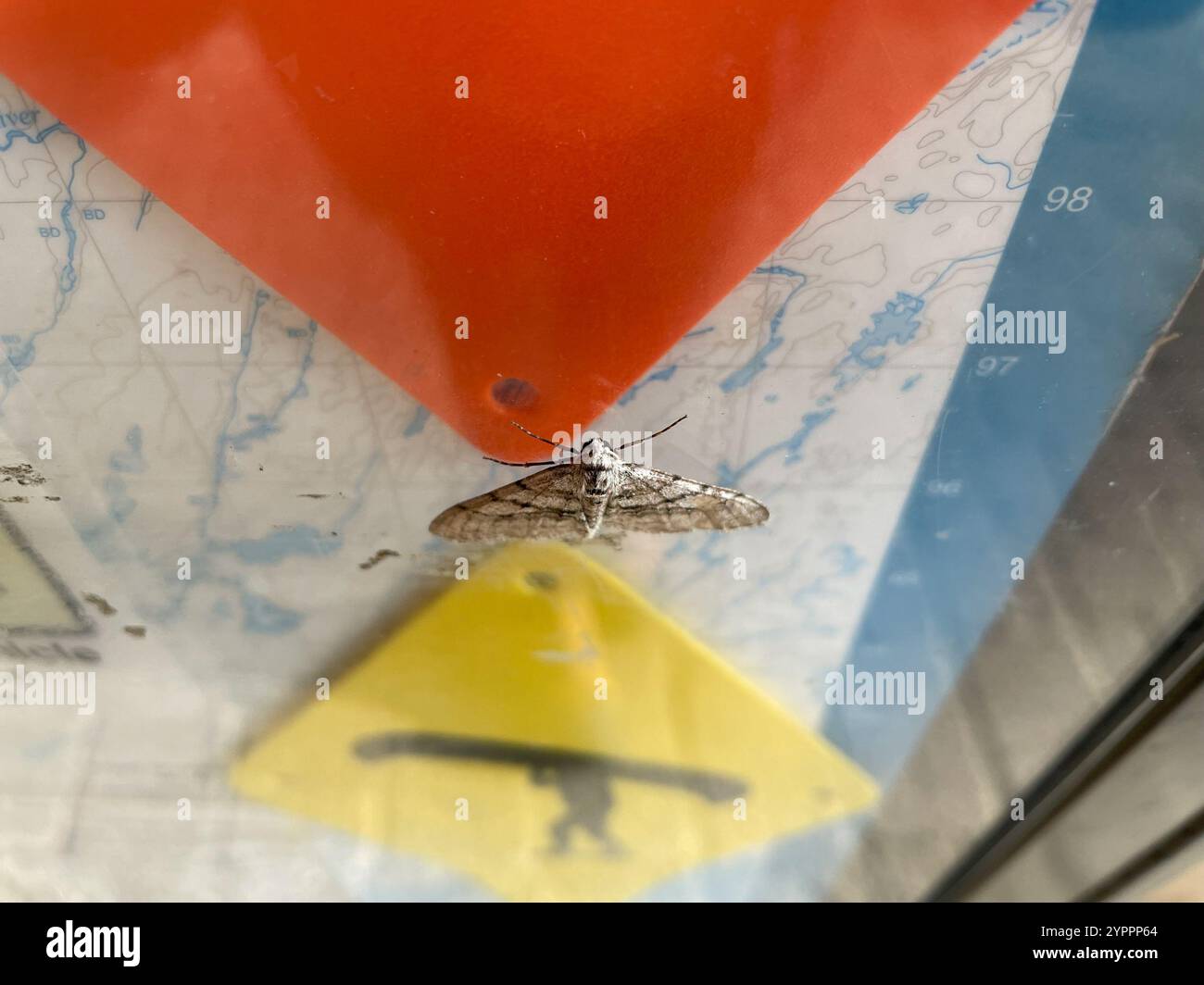 Half-wing Moth (Phigalia titea Stock Photo - Alamy