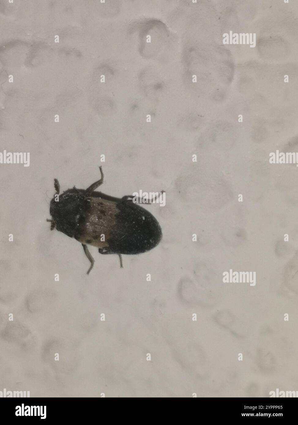 Larder Beetle (Dermestes lardarius Stock Photo - Alamy