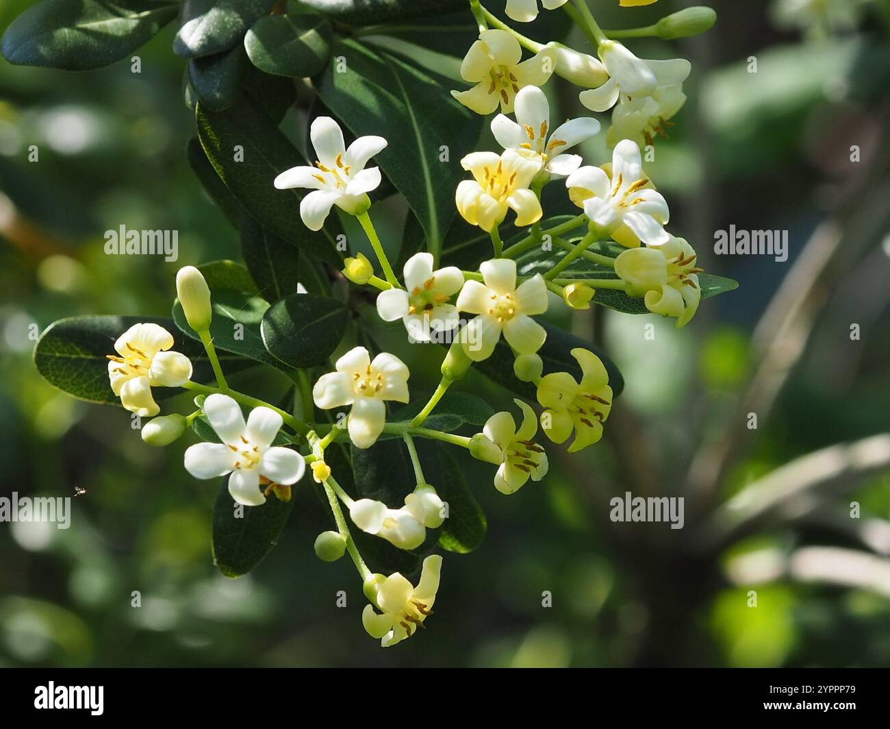 Japanese cheesewood (Pittosporum tobira Stock Photo - Alamy
