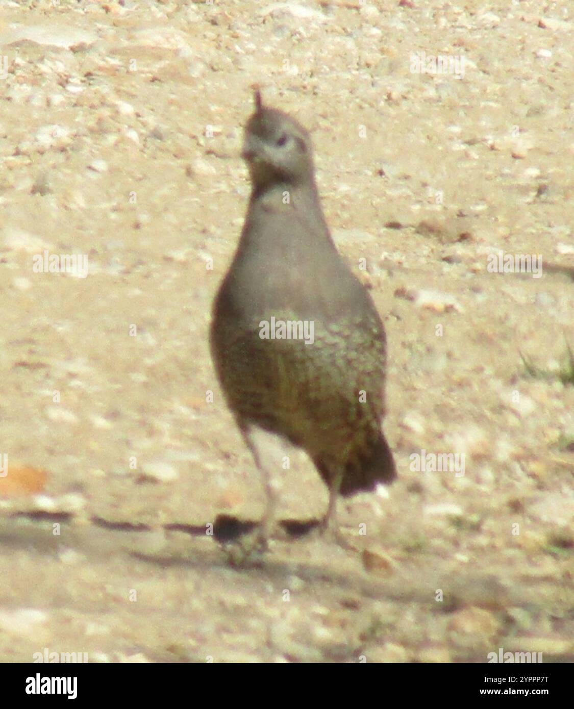 California Quail (Callipepla californica Stock Photo - Alamy
