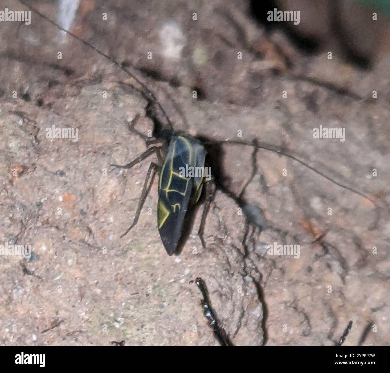 Barklice, Booklice, and Parasitic Lice (Psocodea Stock Photo - Alamy