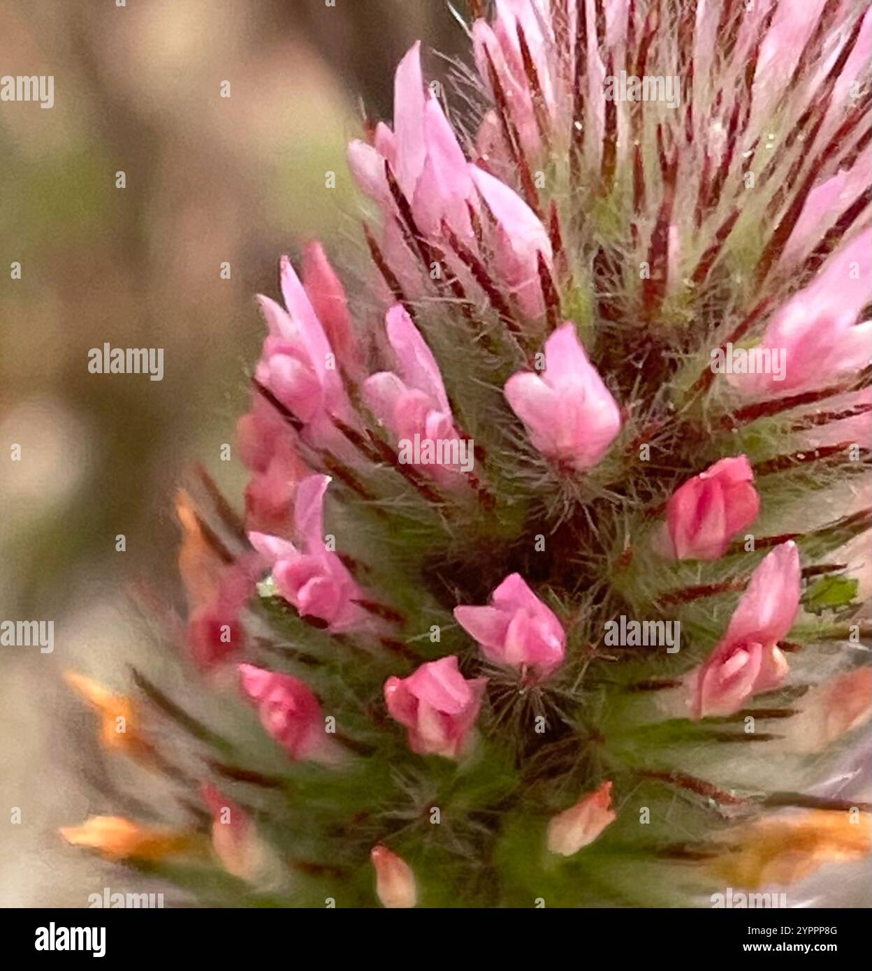 Narrow-leaved clover (Trifolium angustifolium Stock Photo - Alamy