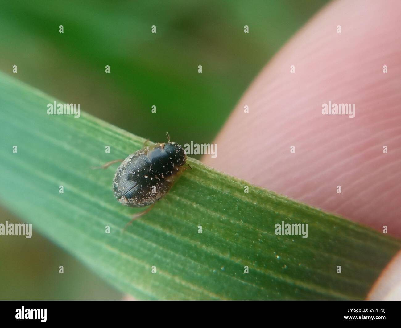 Laccobius hi-res stock photography and images - Alamy