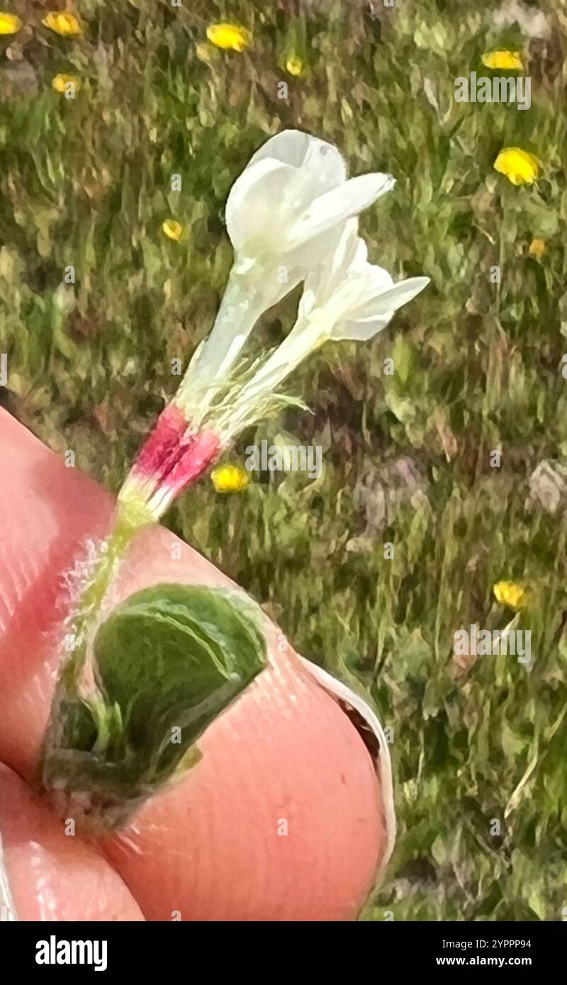 Subterranean Clover (Trifolium subterraneum Stock Photo - Alamy