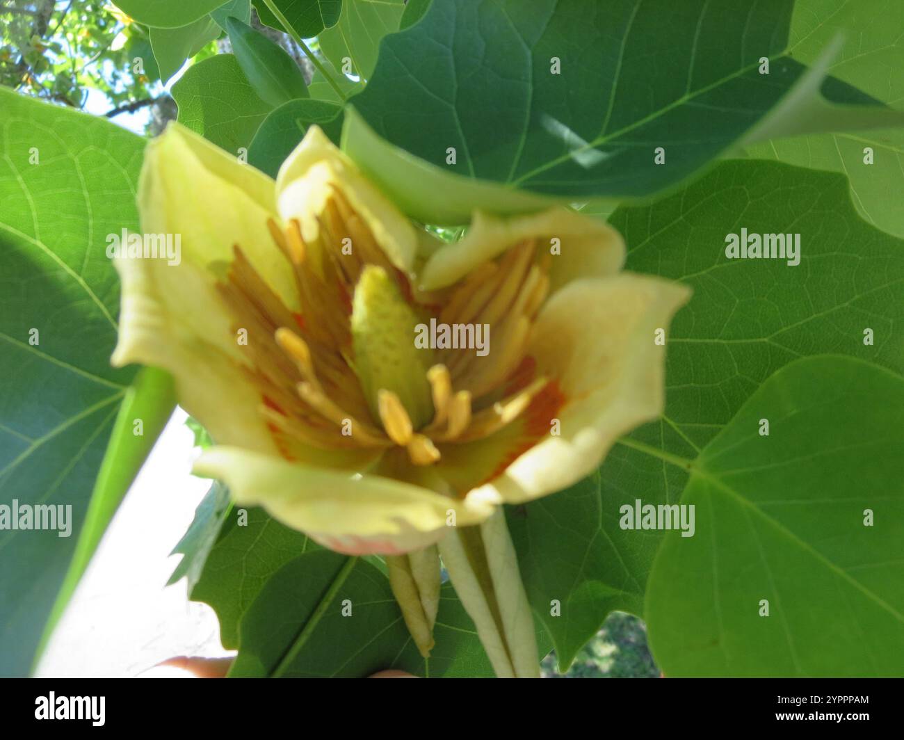 tulip tree (Liriodendron tulipifera Stock Photo - Alamy