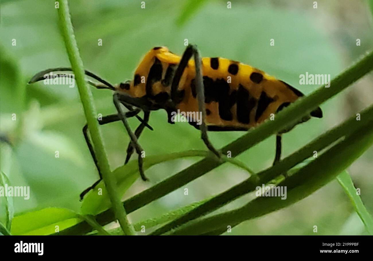 Giant Milkweed Bug (Sephina gundlachii Stock Photo - Alamy