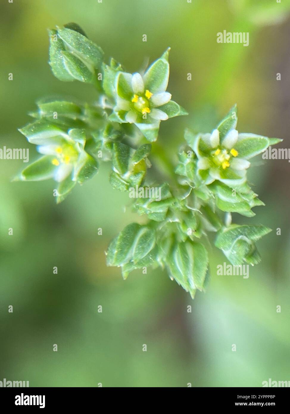 fourleaf manyseed (Polycarpon tetraphyllum Stock Photo - Alamy