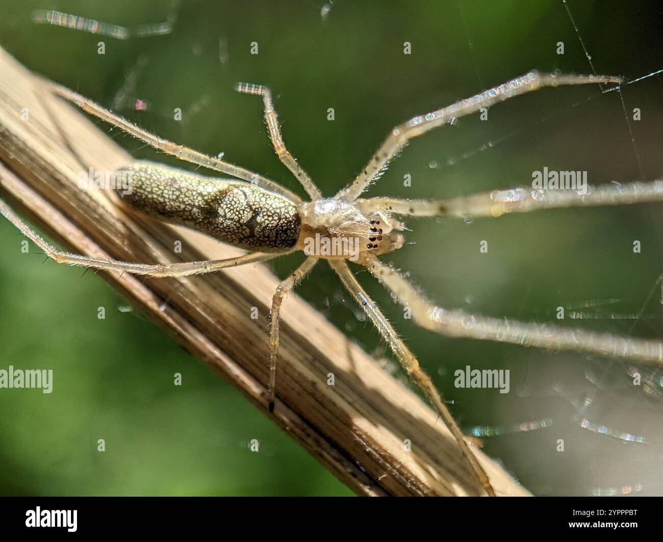 Stretch Spiders (Tetragnatha Stock Photo - Alamy