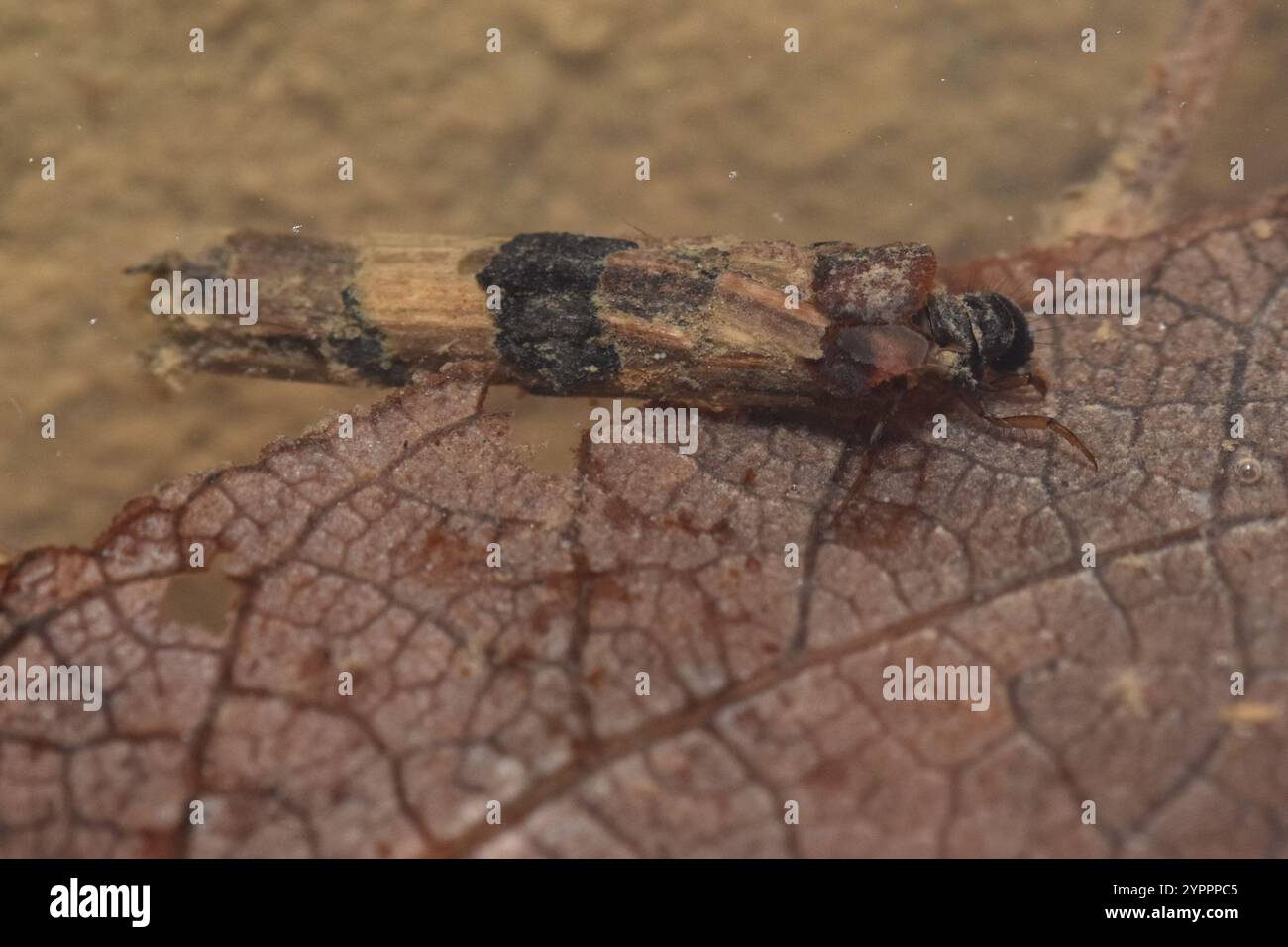 Northern Caddisflies (Limnephilidae Stock Photo - Alamy
