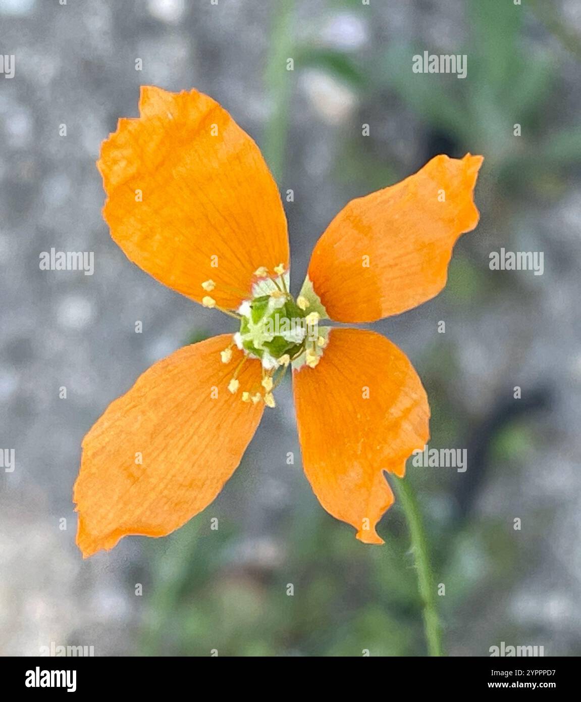 fire poppy (Papaver californicum Stock Photo - Alamy