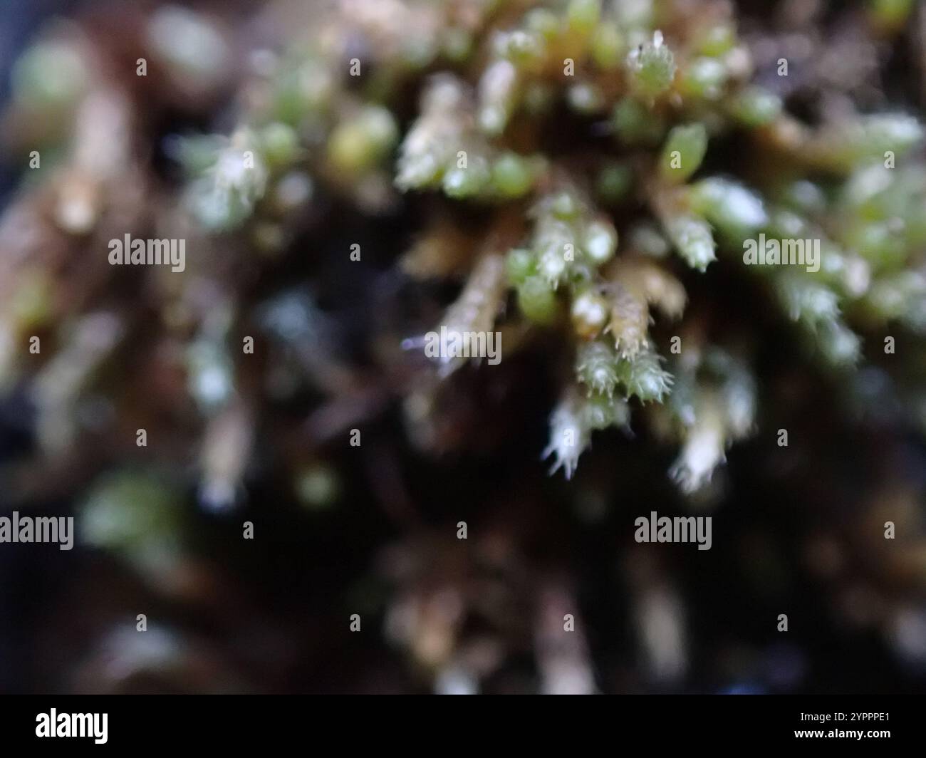 Silvery bryum hi-res stock photography and images - Alamy