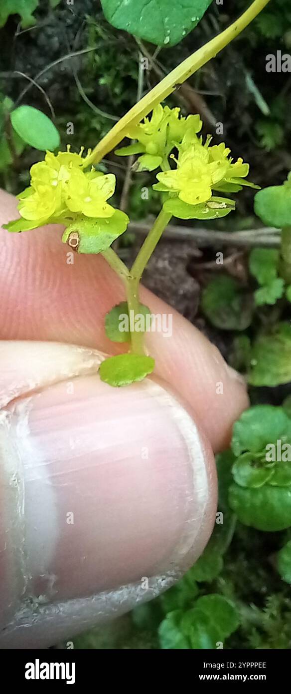 Opposite-leaved Golden-saxifrage (Chrysosplenium oppositifolium Stock ...