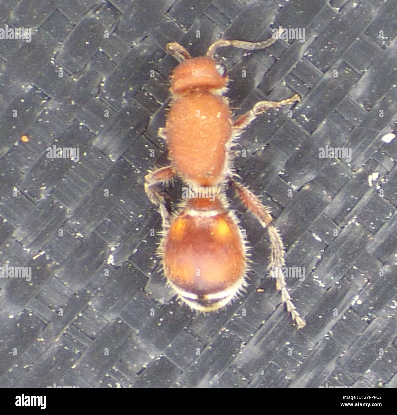 Quadriguttata hi-res stock photography and images - Alamy