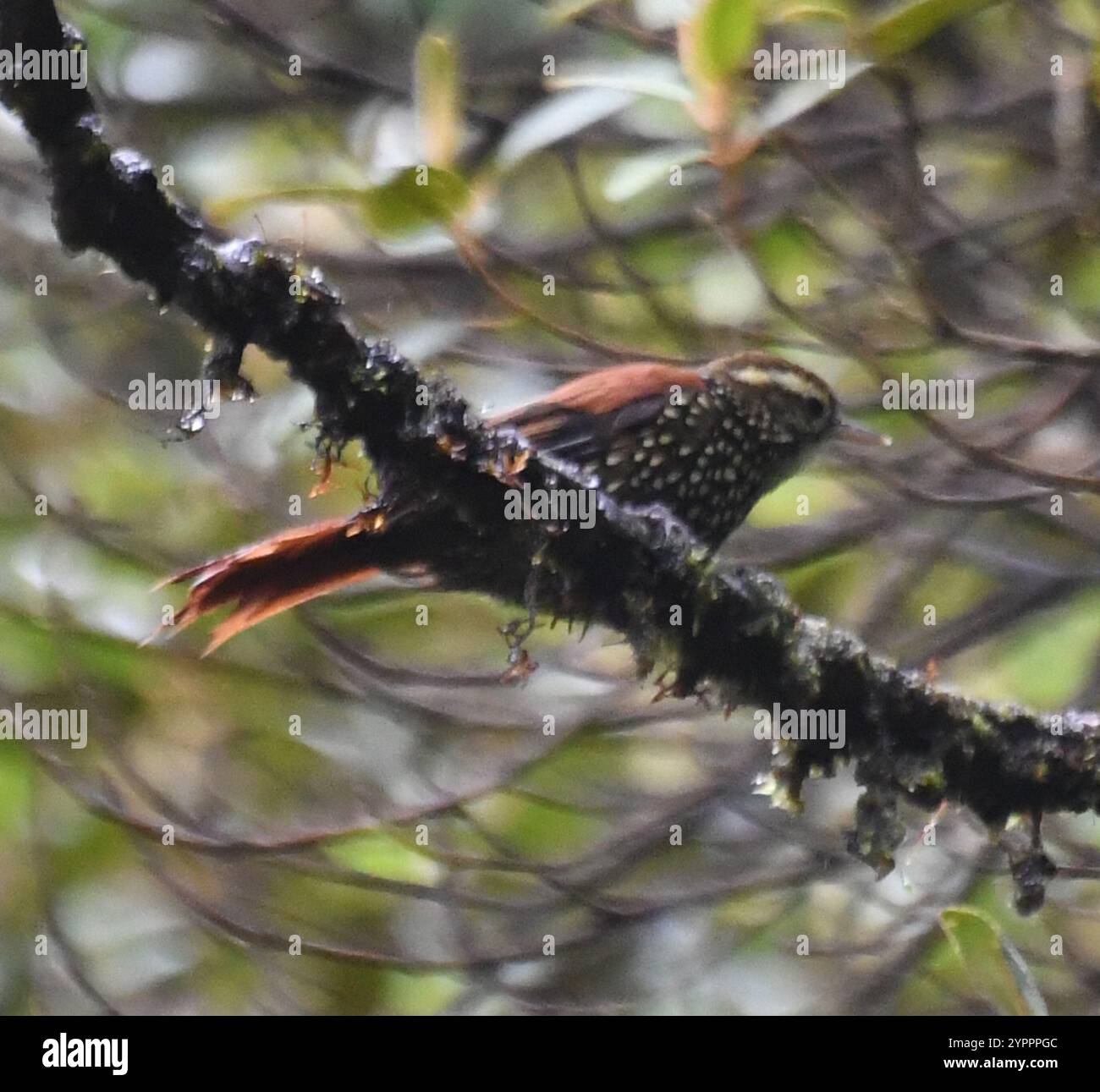 Pearled treerunner margarornis squamiger hi-res stock photography and ...