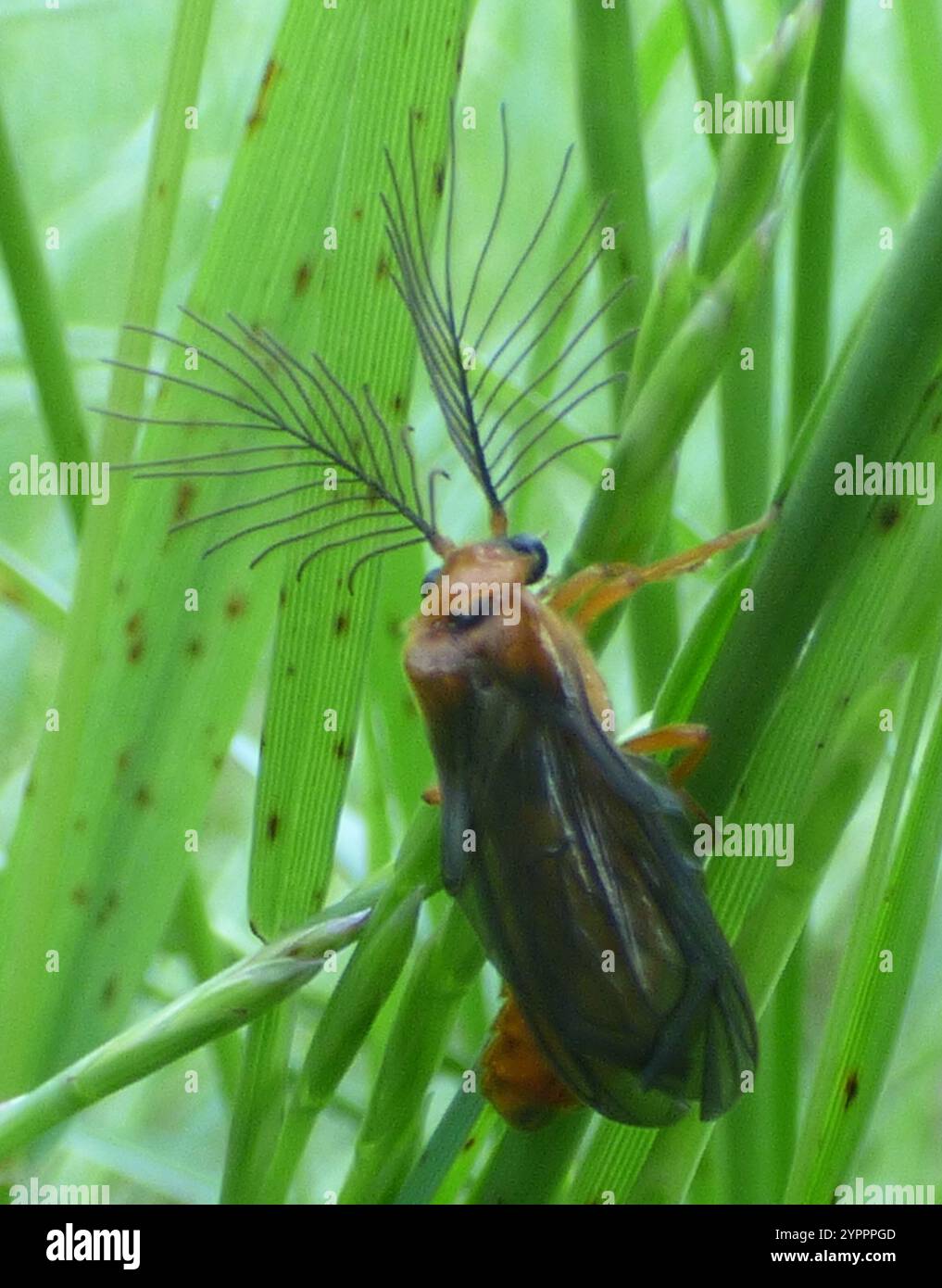 Phengodes hi-res stock photography and images - Alamy