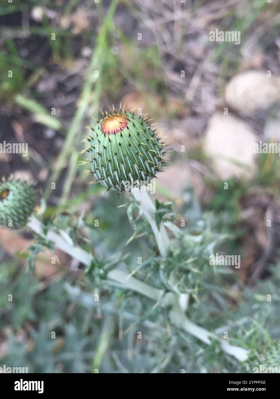 Texas Thistle (Cirsium texanum Stock Photo - Alamy