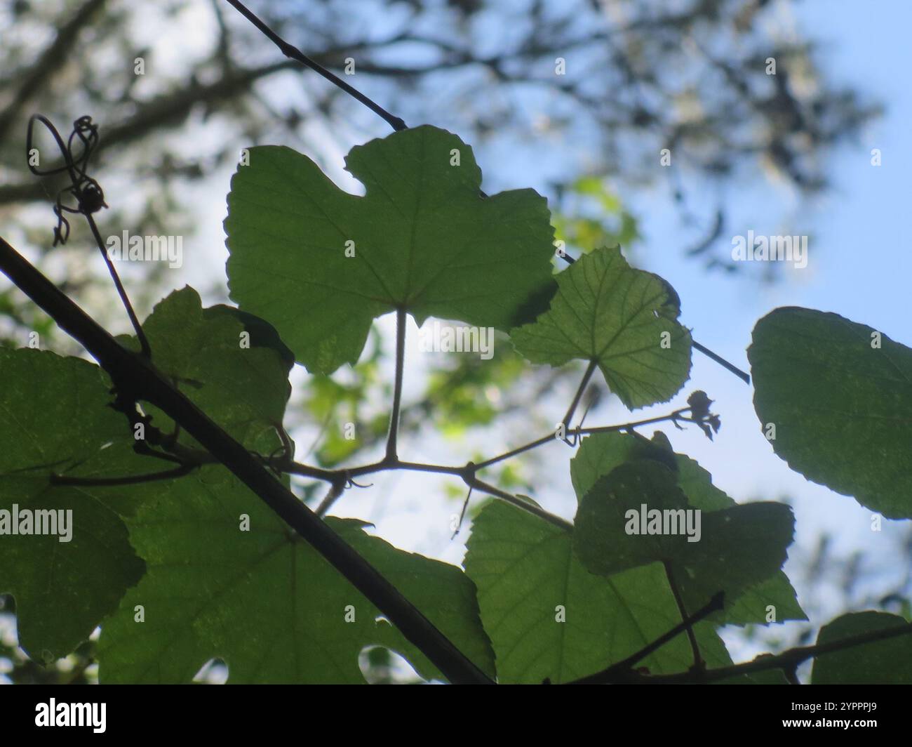 graybark grape (Vitis cinerea Stock Photo - Alamy