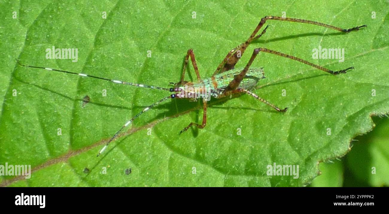 Scudder's Bush Katydids (Scudderia Stock Photo - Alamy