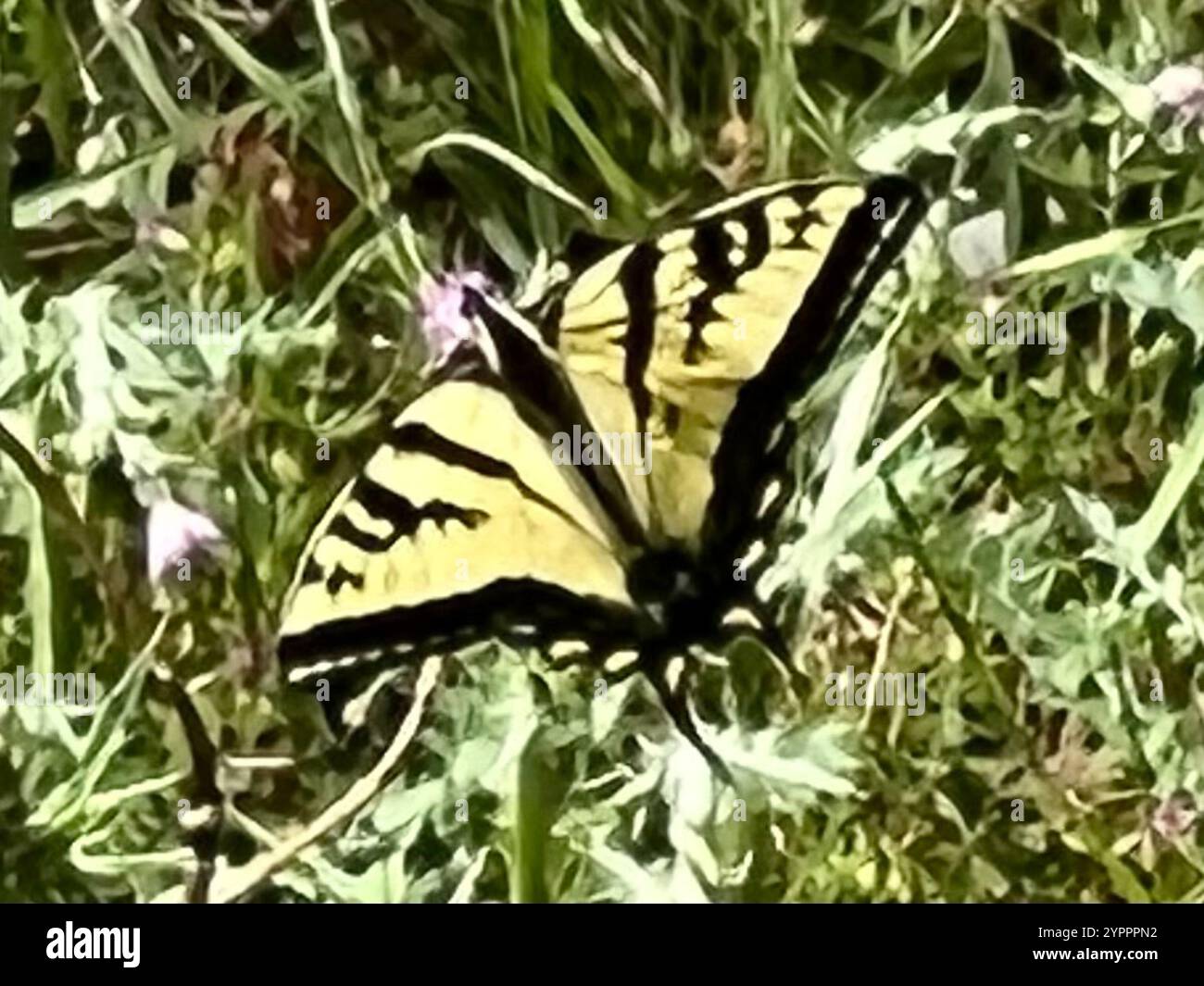 Western Tiger Swallowtail (Papilio rutulus Stock Photo - Alamy