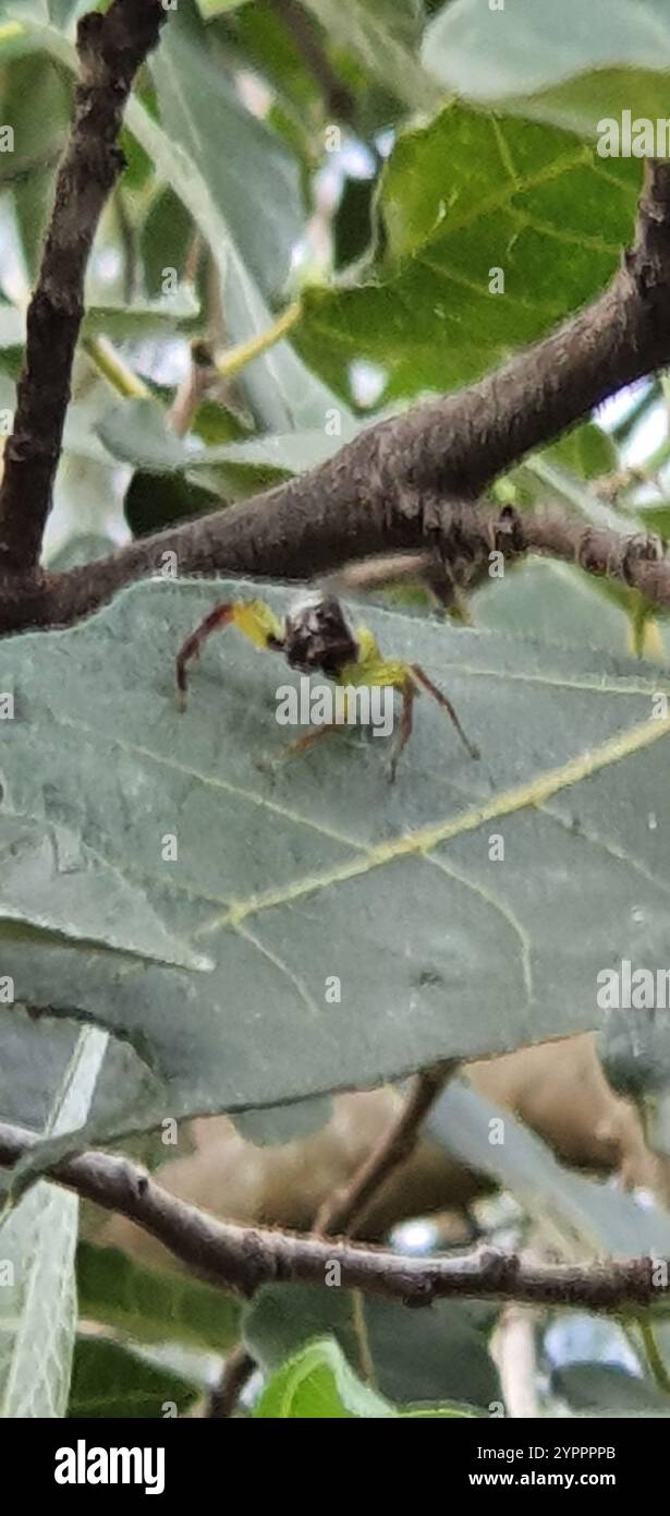 Green Jumping Spider (Mopsus mormon Stock Photo - Alamy