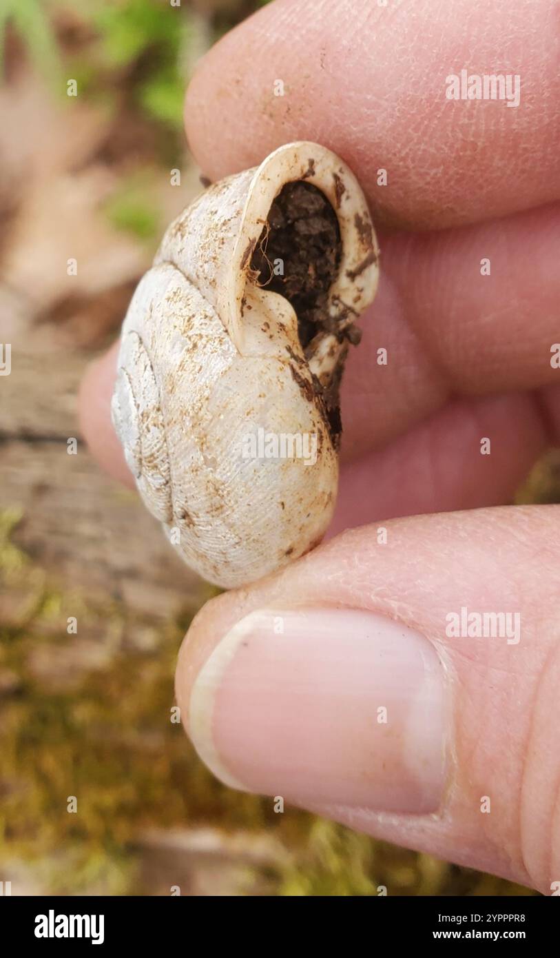 White-lip Globe Snail (Mesodon thyroidus Stock Photo - Alamy