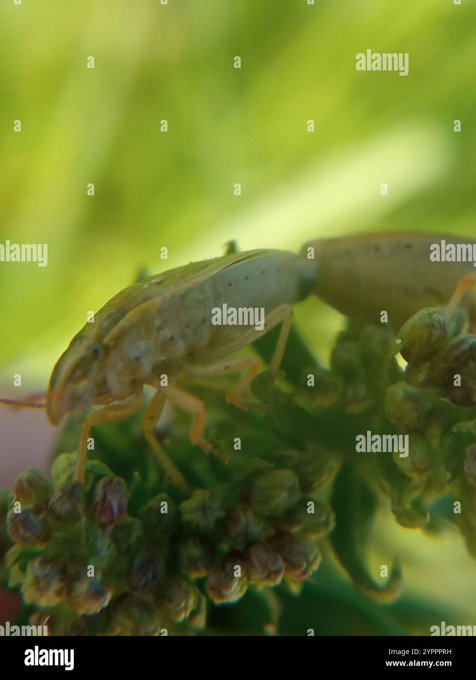 Bishop's Mitre Shield Bug (Aelia acuminata Stock Photo - Alamy