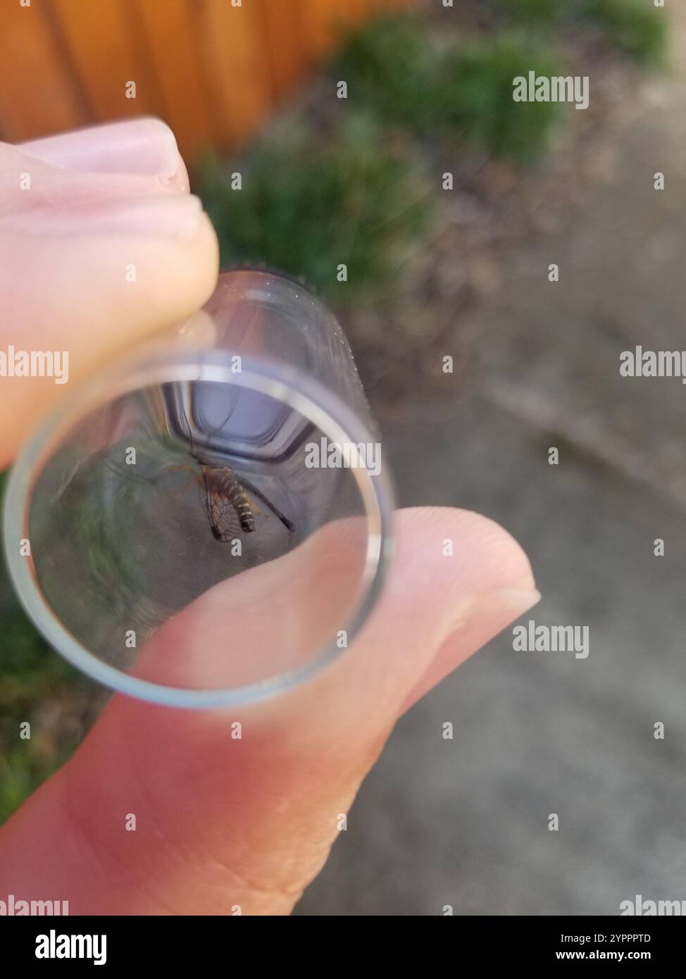 American Square-headed Snakeflies (Negha Stock Photo - Alamy