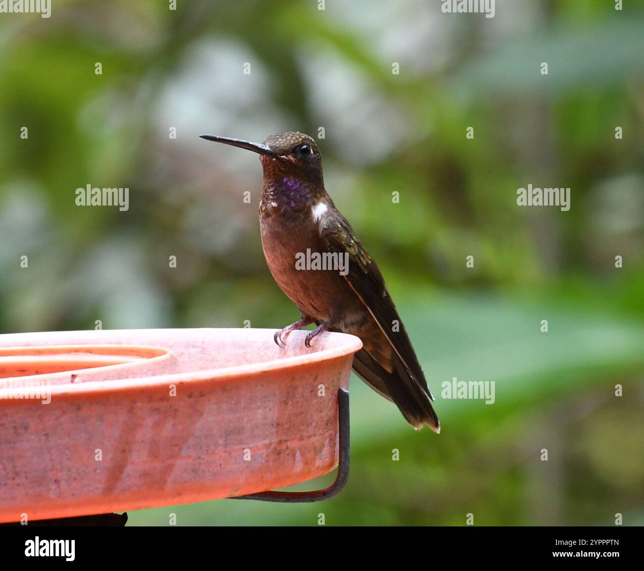 Brown Inca (Coeligena wilsoni Stock Photo - Alamy