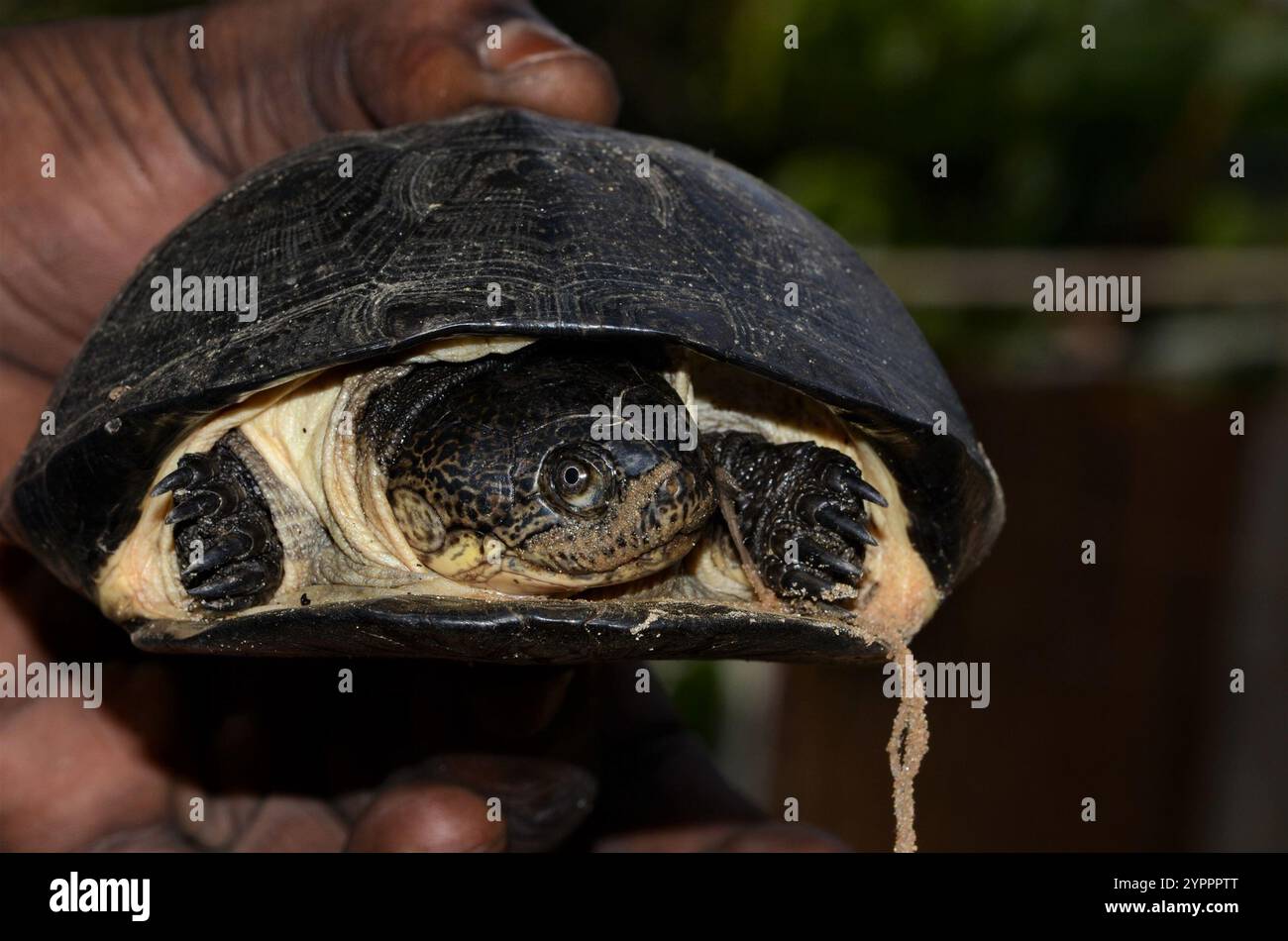 West African Mud Turtle (Pelusios castaneus Stock Photo - Alamy