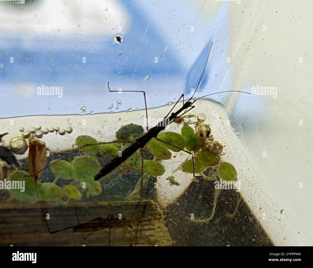 Common Water Measurer (Hydrometra stagnorum Stock Photo - Alamy