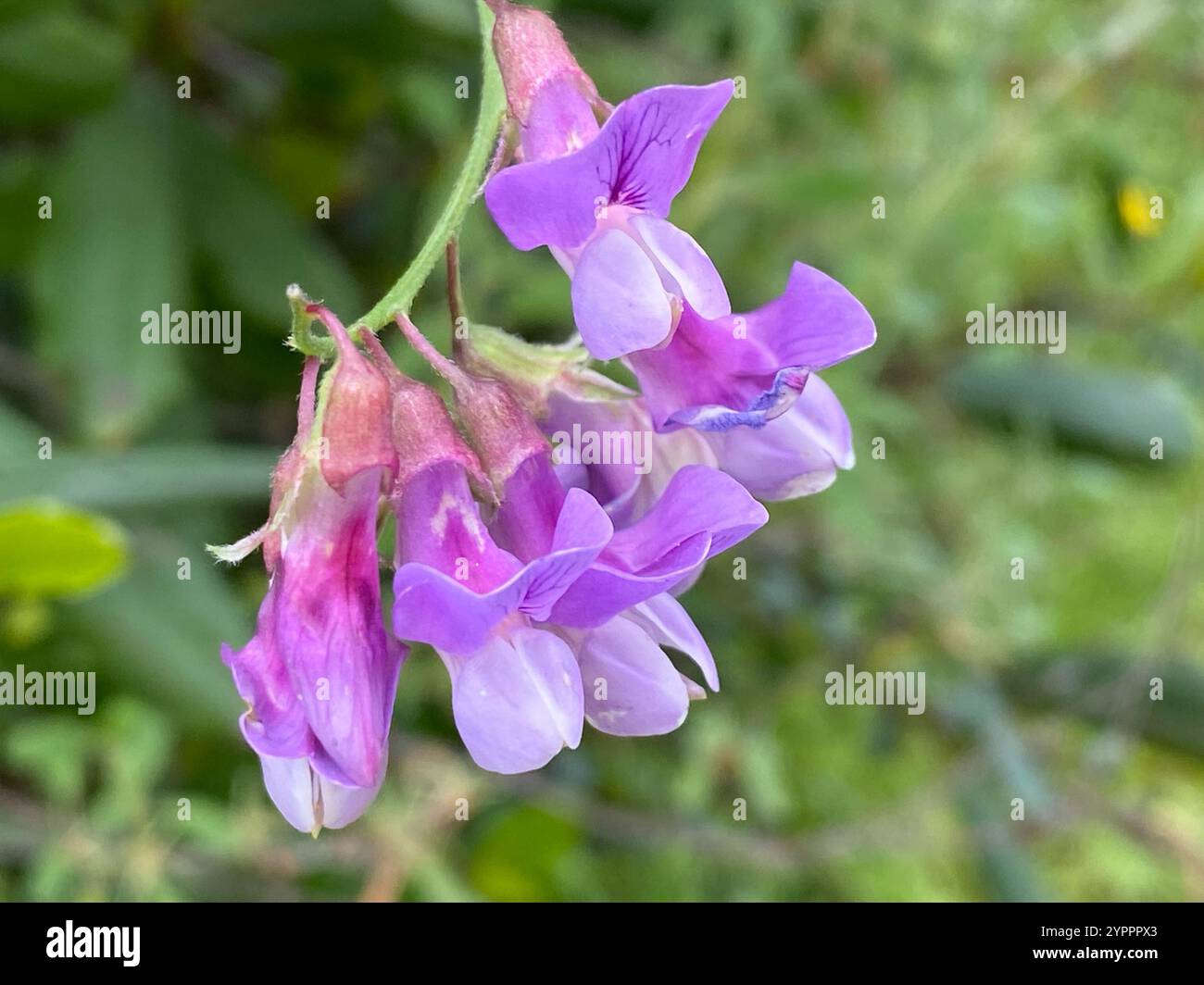 Pacific pea (Lathyrus vestitus Stock Photo - Alamy