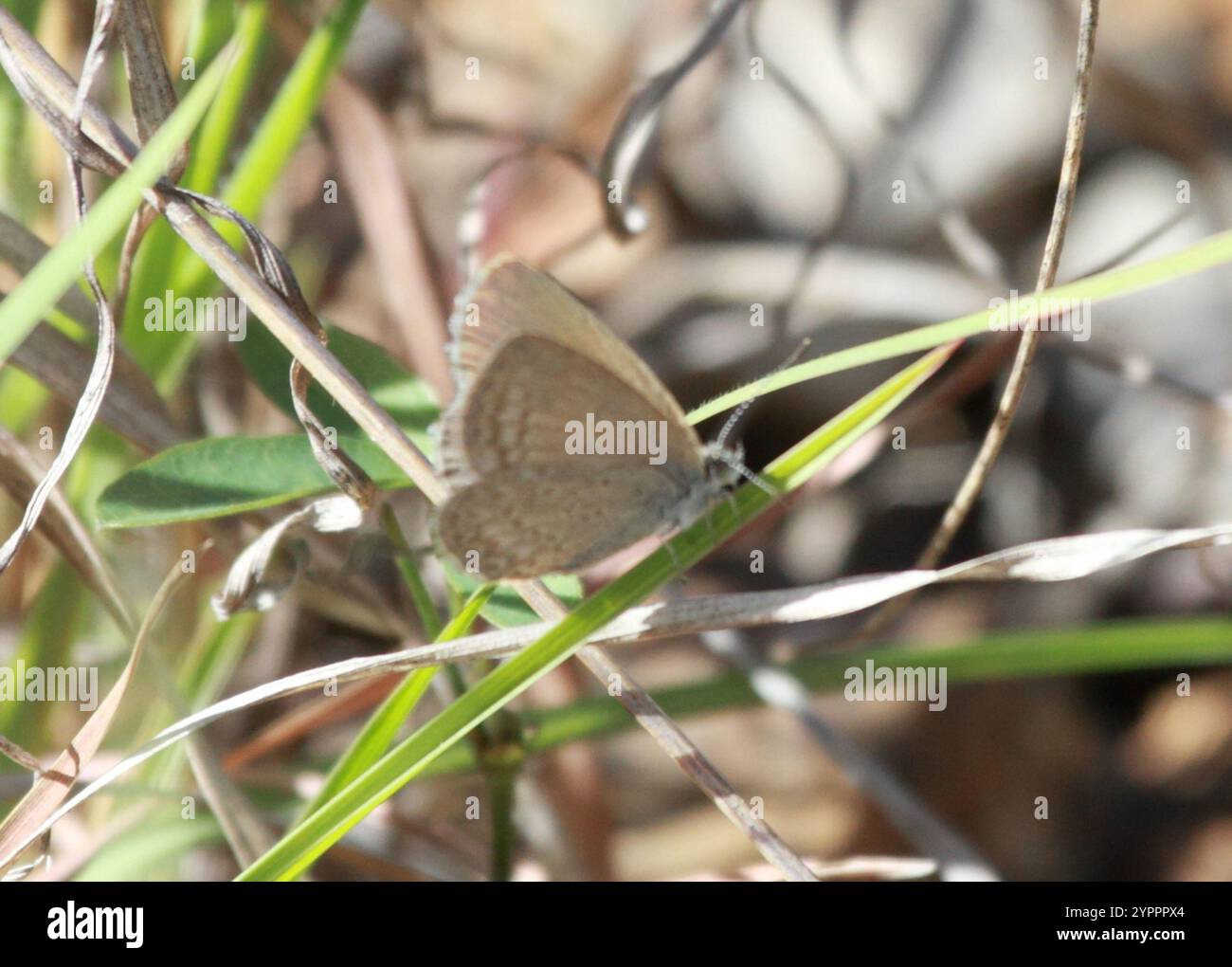 Zizina labradus hi-res stock photography and images - Alamy