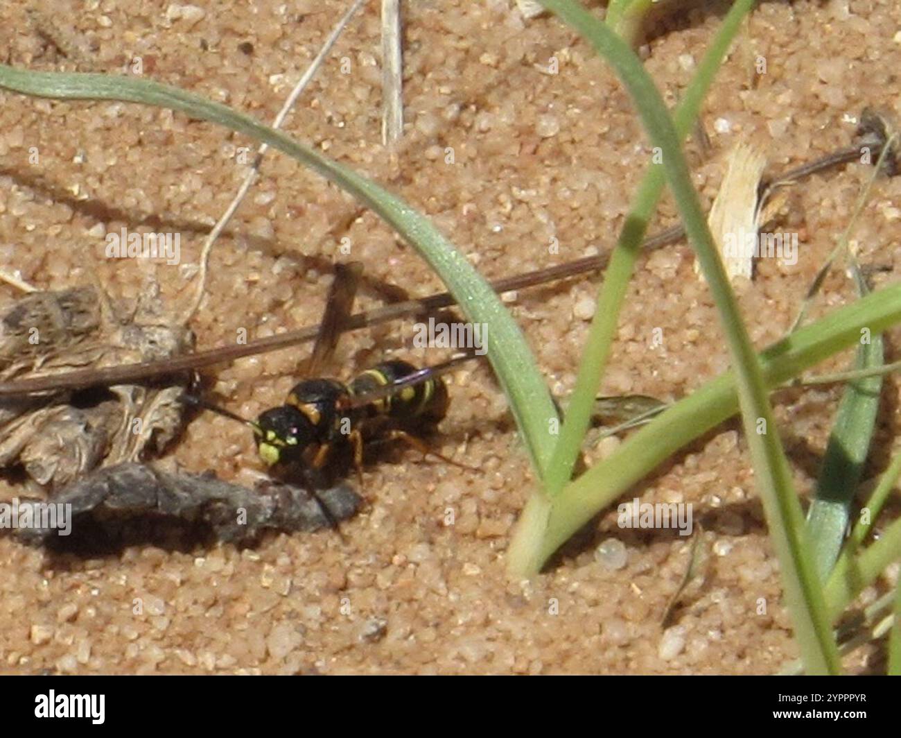 Ants, Bees, and Stinging Wasps (Aculeata Stock Photo - Alamy